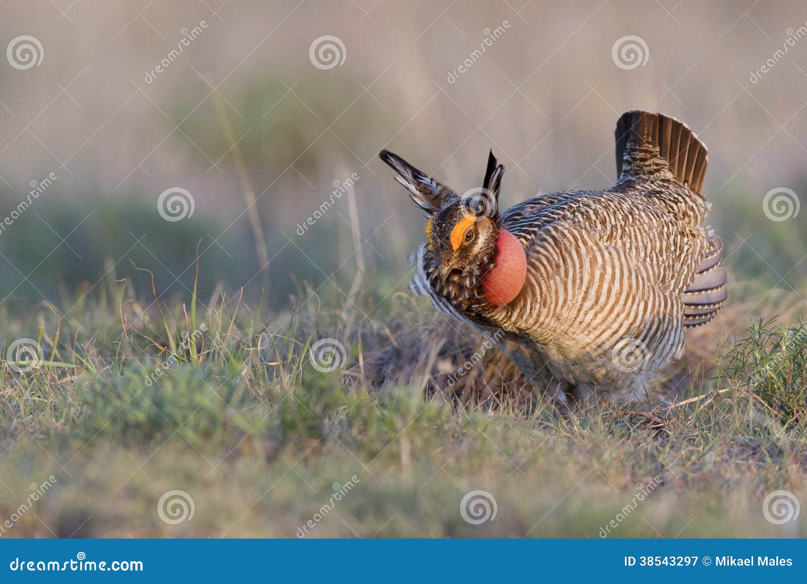 Booming Lesser Prairie Chicken Stock Image - Image of chicekn, woodward ...