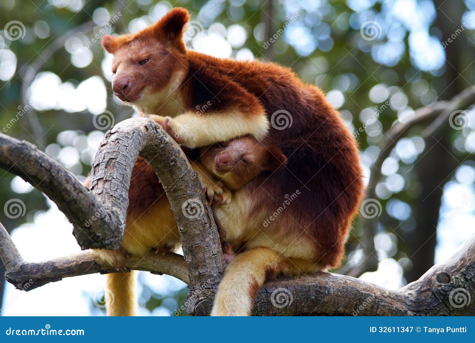 Boomkangoeroe stock afbeelding. Image of bont, baby, australië - 32611347