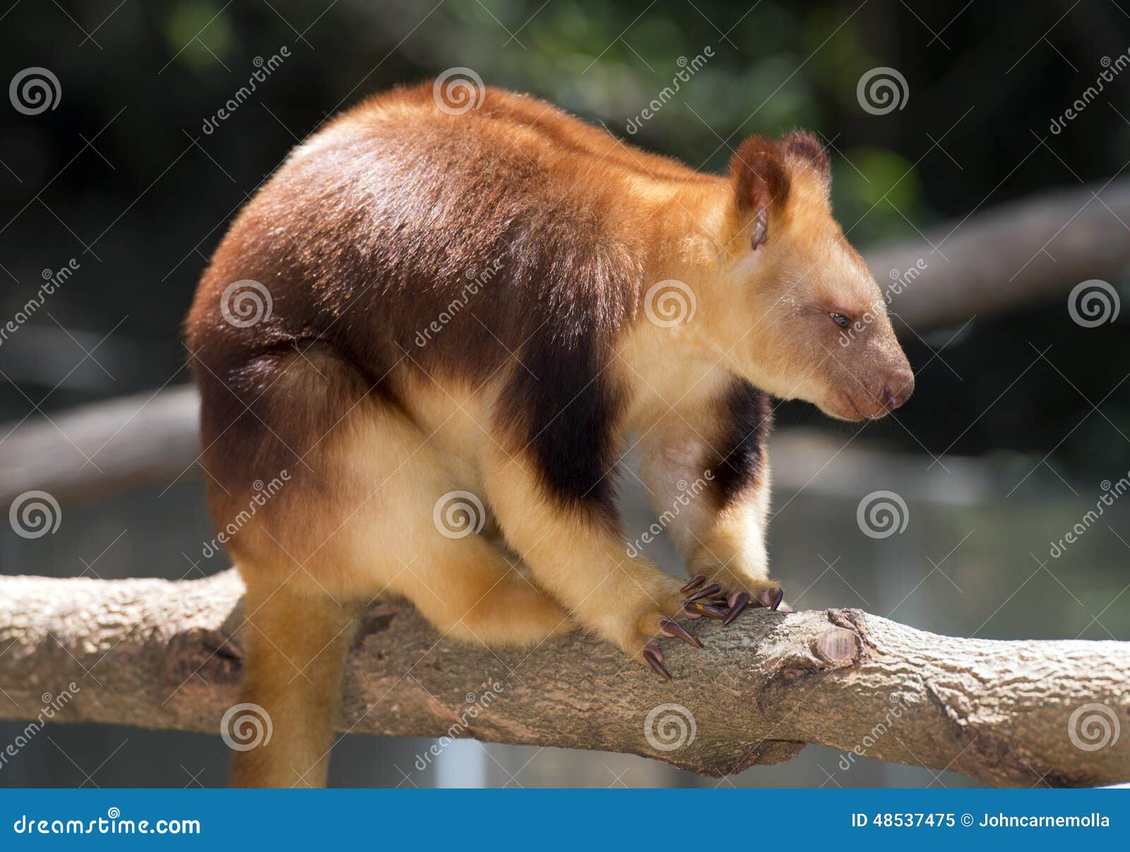 Boomkangoeroe stock afbeelding. Image of dieren, wild - 48537475