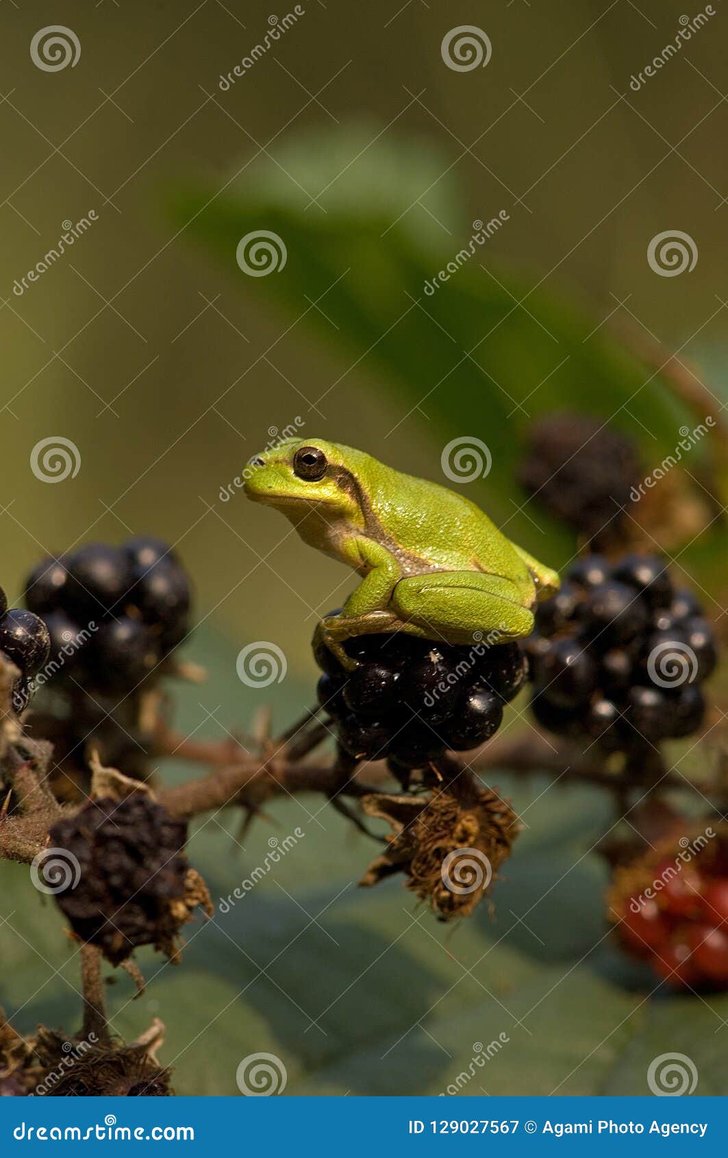 Boomkikker stock image. Image of leurs, amphibians, arborea - 129027567