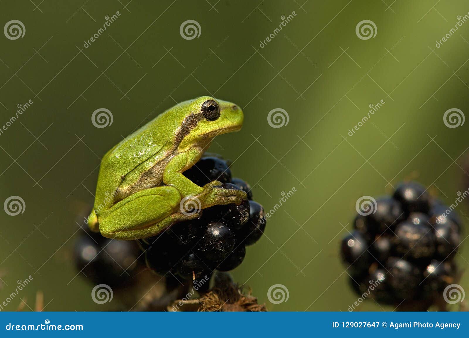 Boomkikker stock image. Image of leurs, hyla, boomkikker - 129027647
