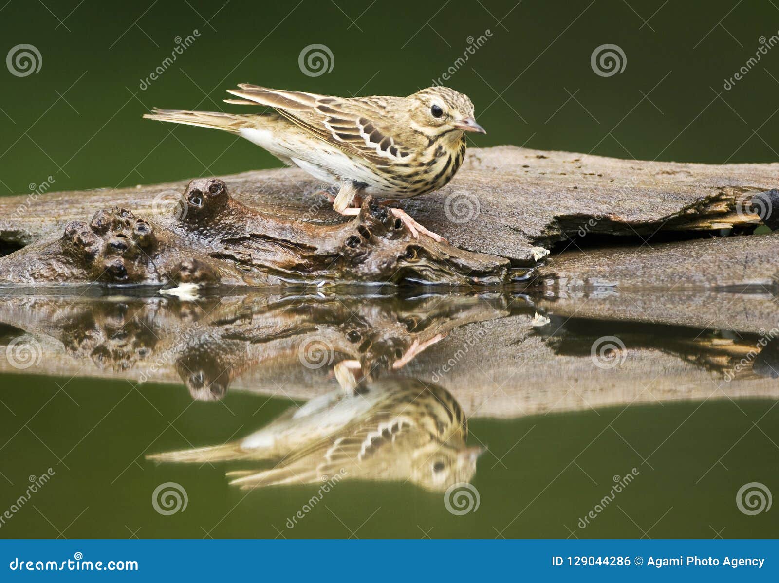 Boompieper; Tree Pipit; Anthus Trivialis Stock Photo - Image of europe ...