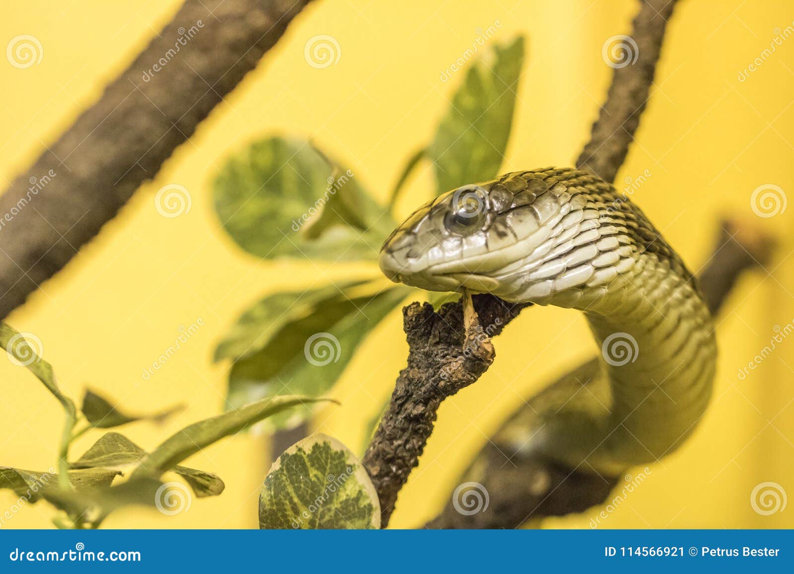 Boomslang стоковое изображение. изображение насчитывающей макрос ...