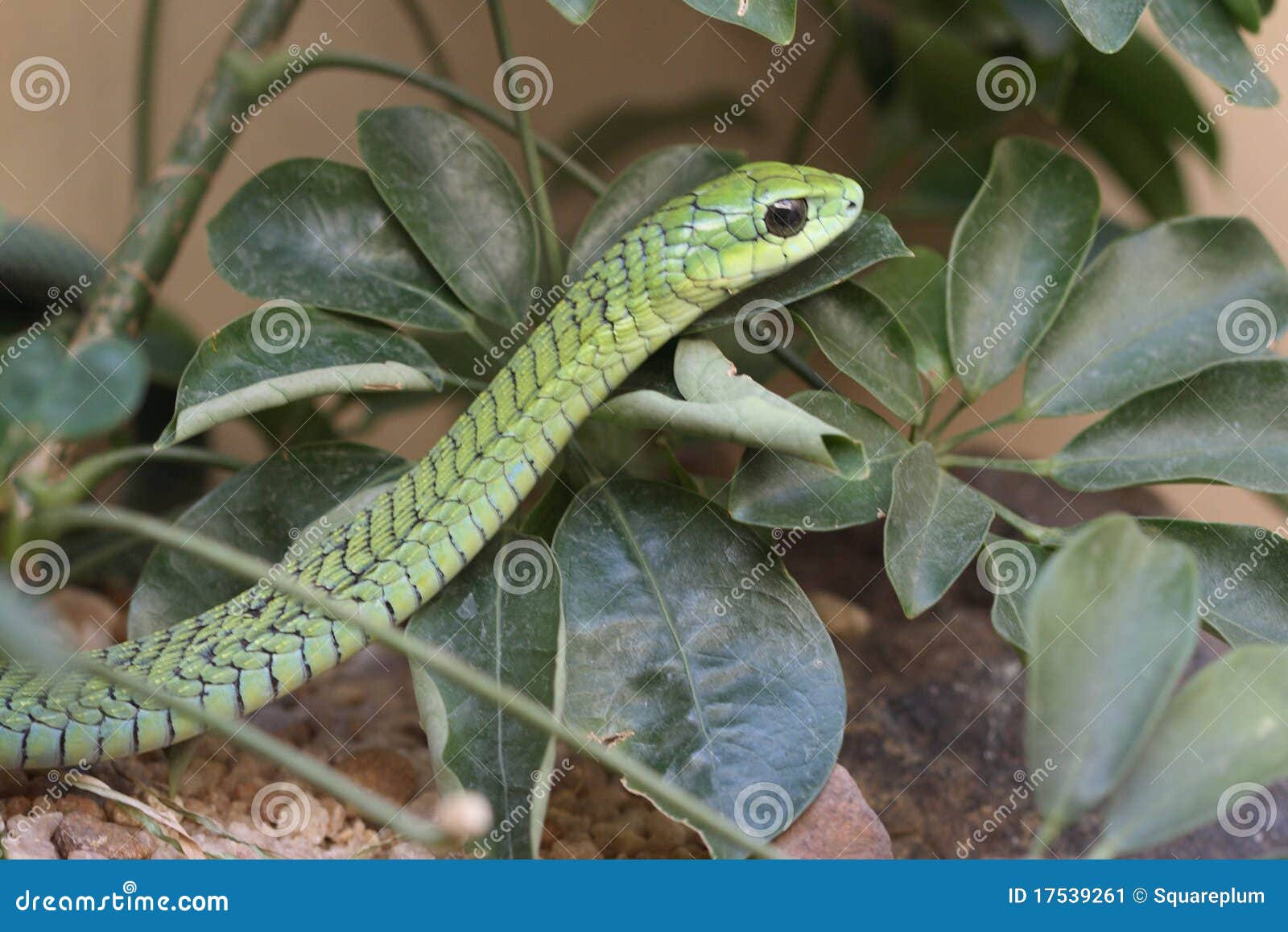 Boomslang stock image. Image of head, serpent, camouflage - 17539261