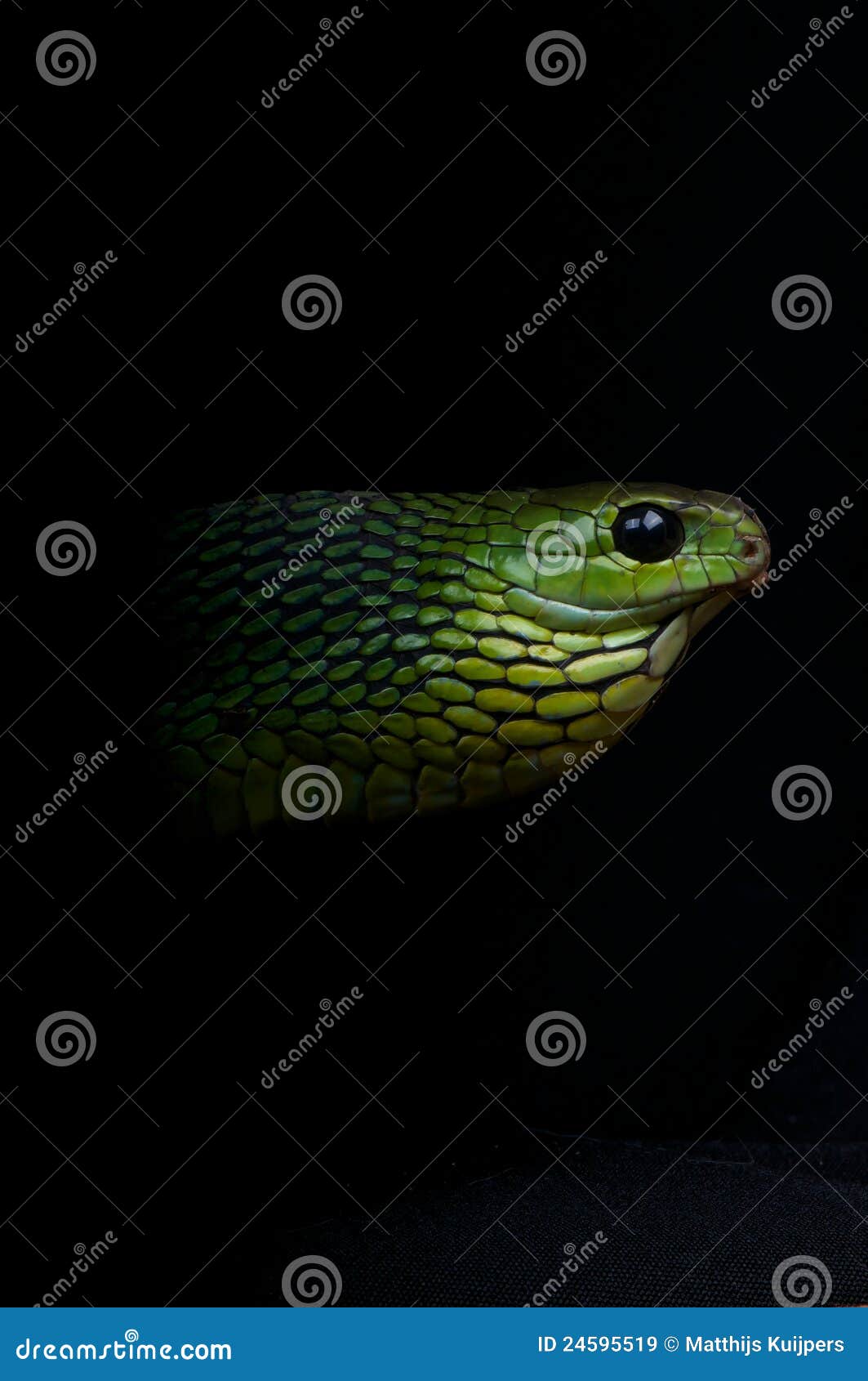 Boomslang, Dispholidus Typus, Normally Green, Has Posterior Venomous ...