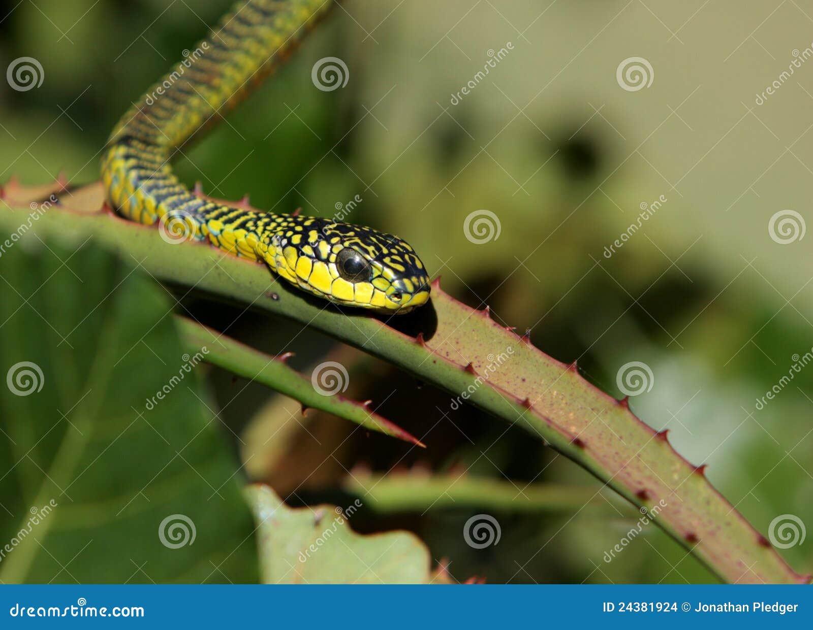 Male Boomslang Snake, (Dispholidus Typus), South Africa Stock ...