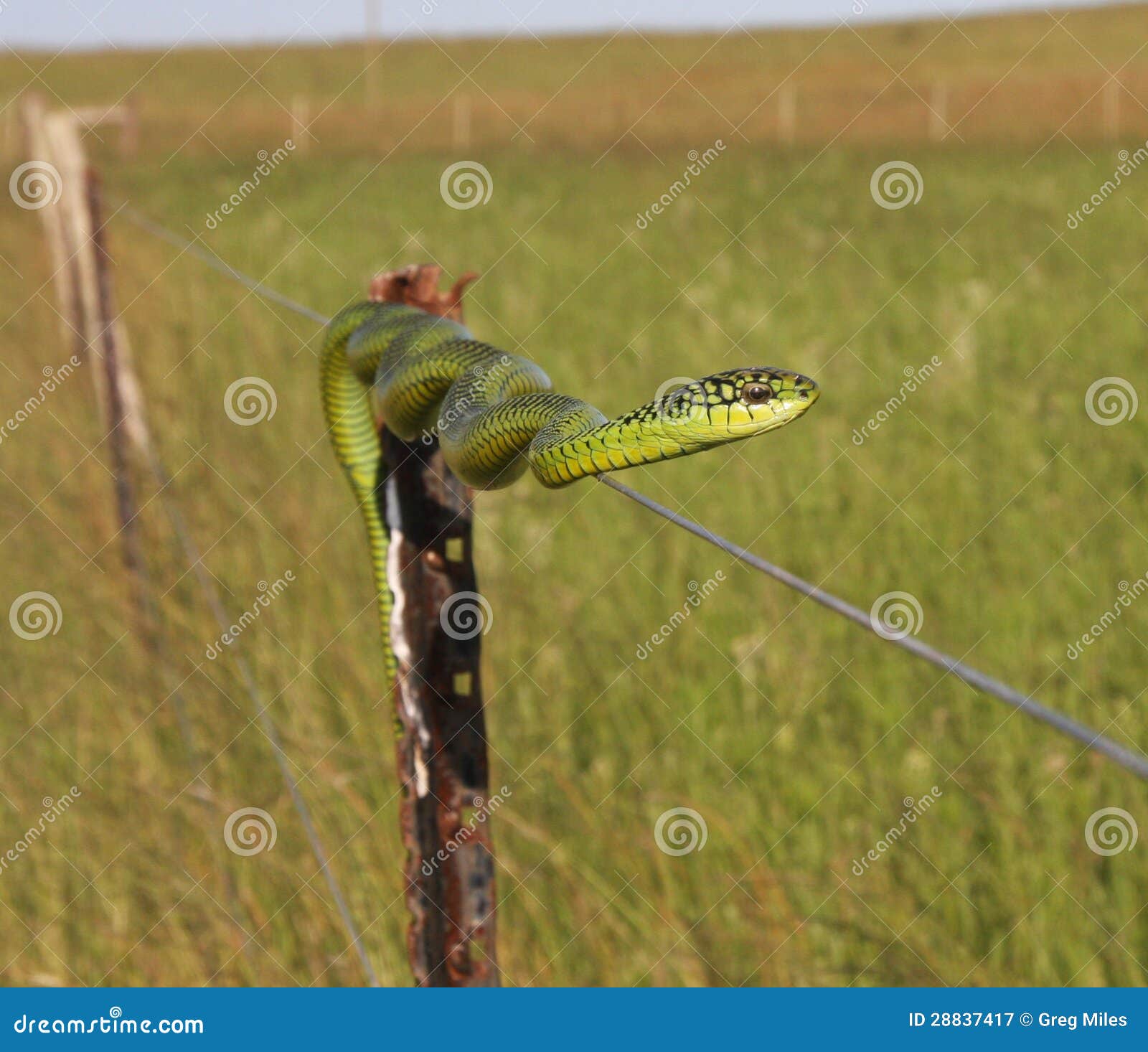 Boomslang, Dispholidus Typus, Normally Green, Has Posterior Venomous ...