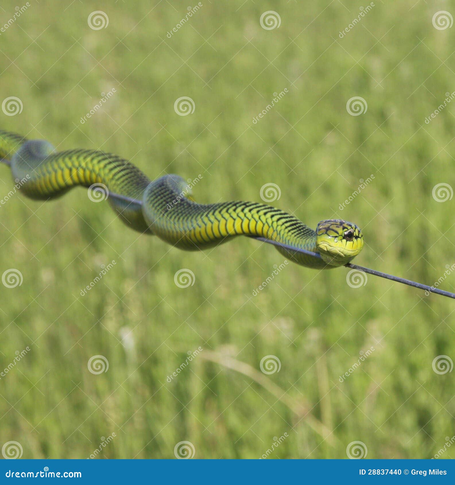 Boomslang (Dispholidus Typus) Stock Photo - Image of cold, fence: 28837440