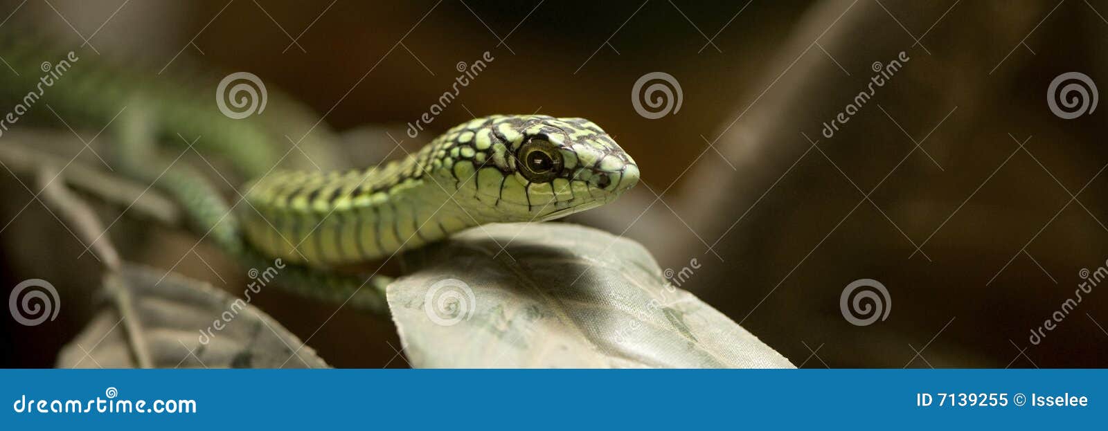 Boomslang, Dispholidus Typus, Normally Green, Has Posterior Venomous ...