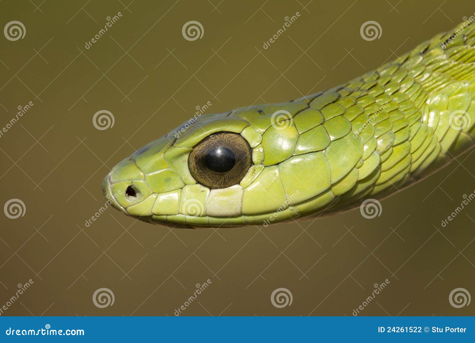 Boomslang snake stock photo. Image of dispholidus, snake - 24261522