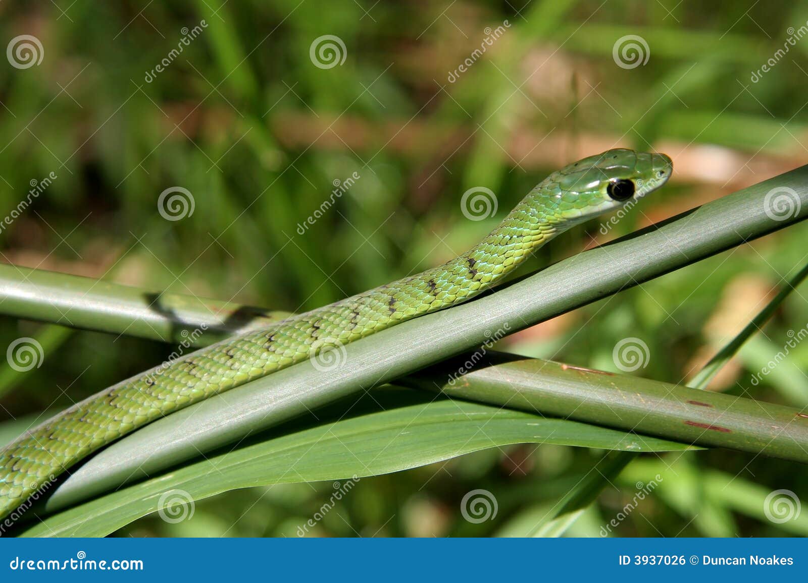 Boomslang Snake stock photo. Image of africa, reptile - 3937026