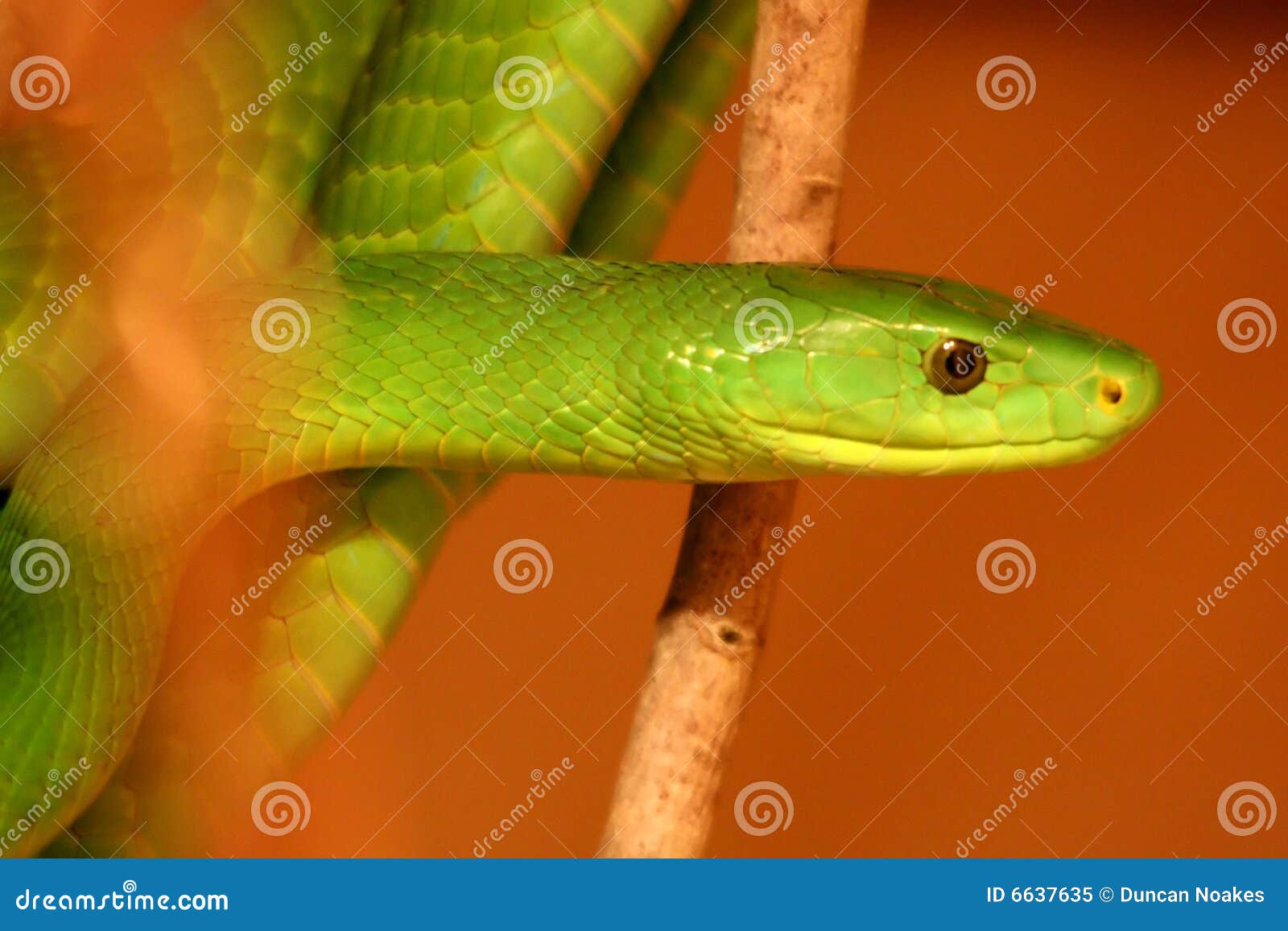 Boomslang Snake stock image. Image of animal, pattern - 6637635