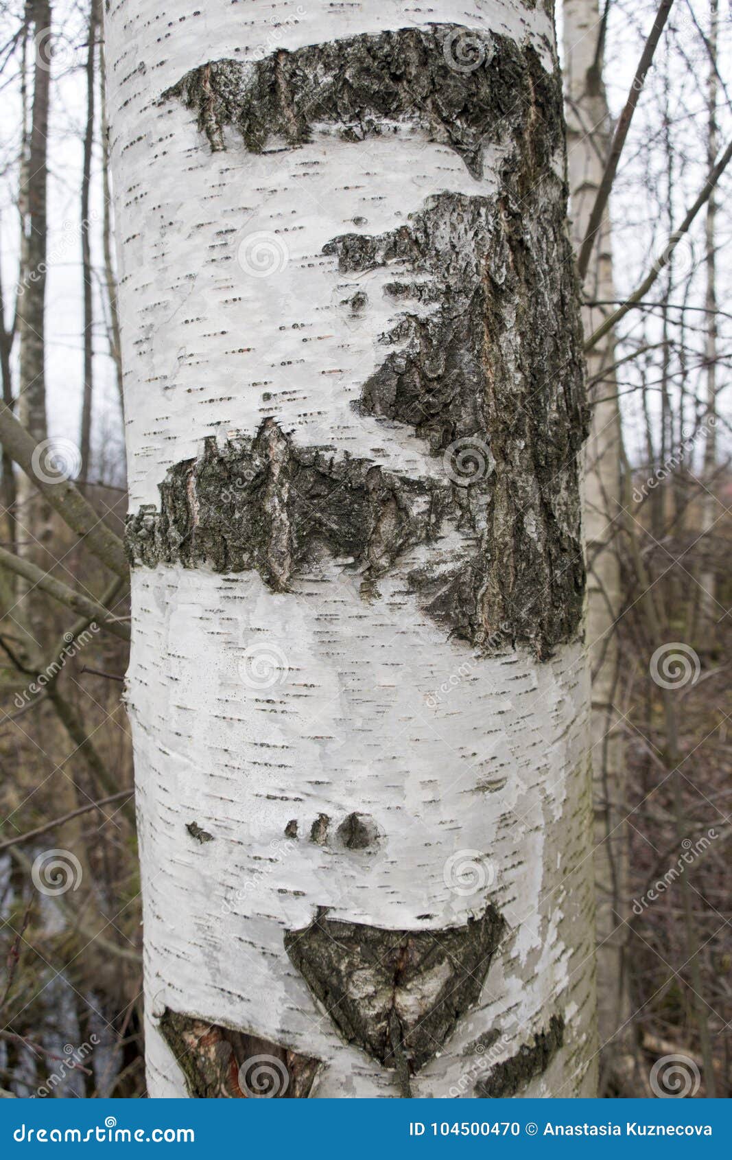 Boomstam stock foto. Image of boomstam, boom, nave, geïsoleerd - 104500470