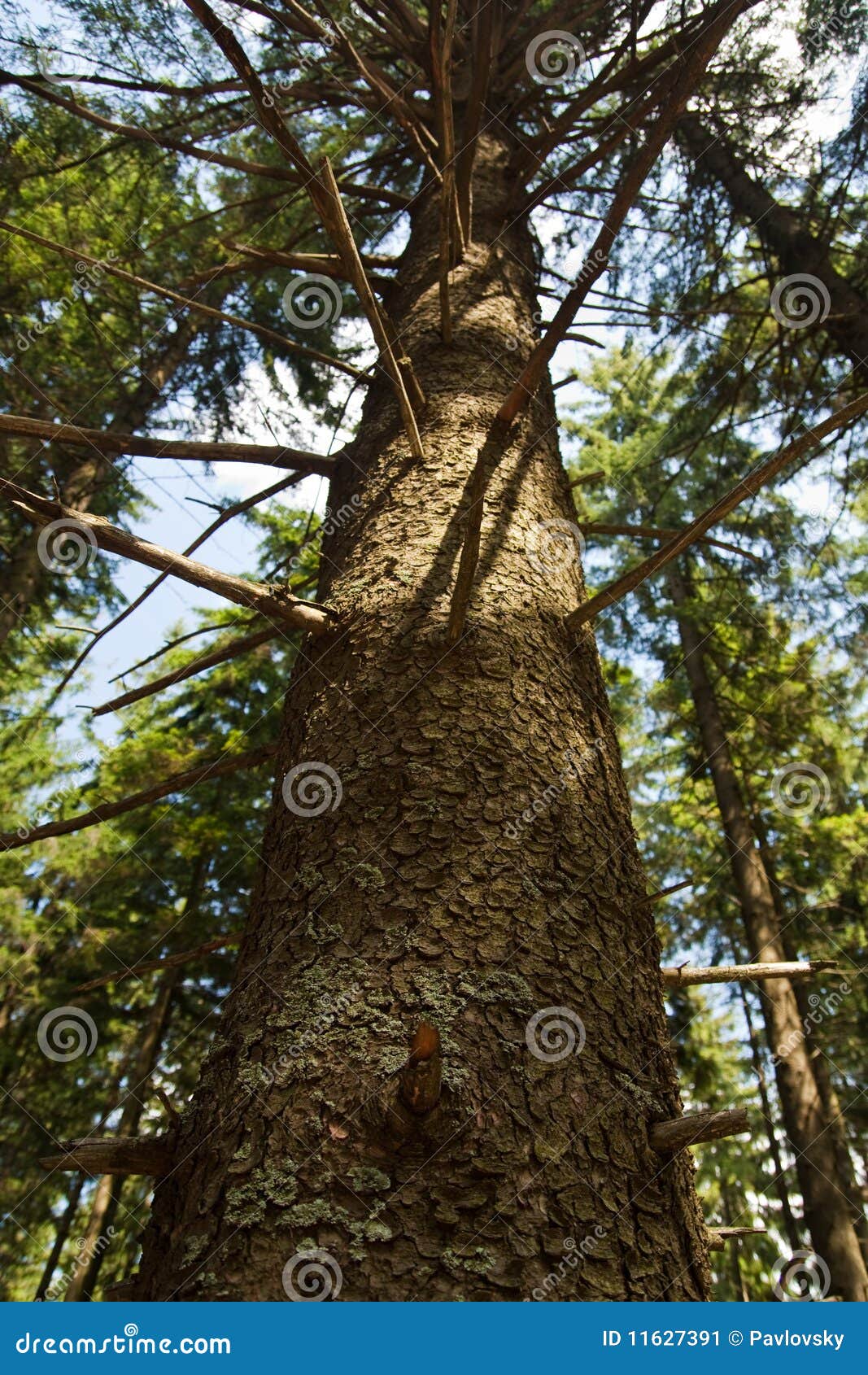 Boomstam stock afbeelding. Image of hout, houten, boom - 11627391
