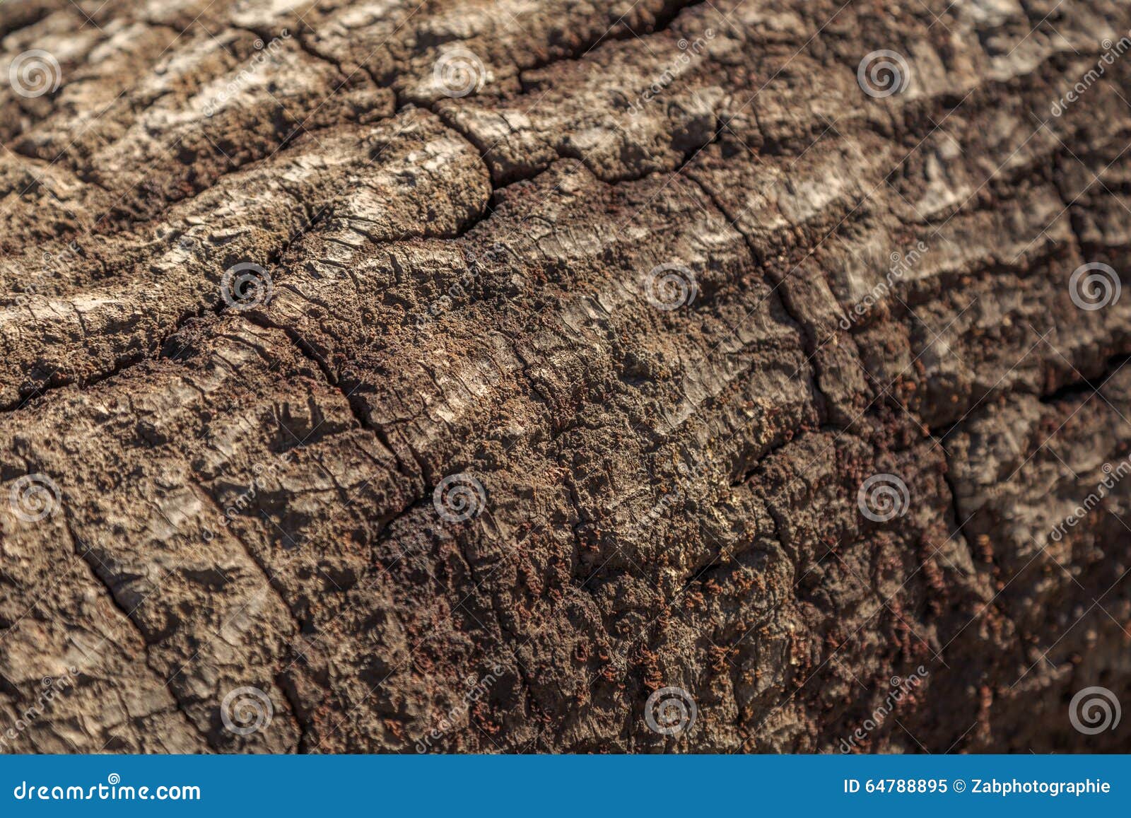 Boomstam stock afbeelding. Image of openlucht, boomstam - 64788895