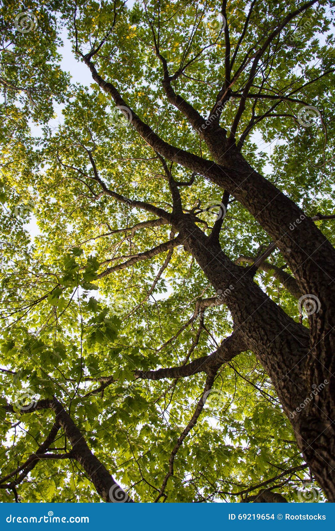 Boomstam En Takken Van De Eiken Boom Stock Foto - Image of uitgelijnd ...