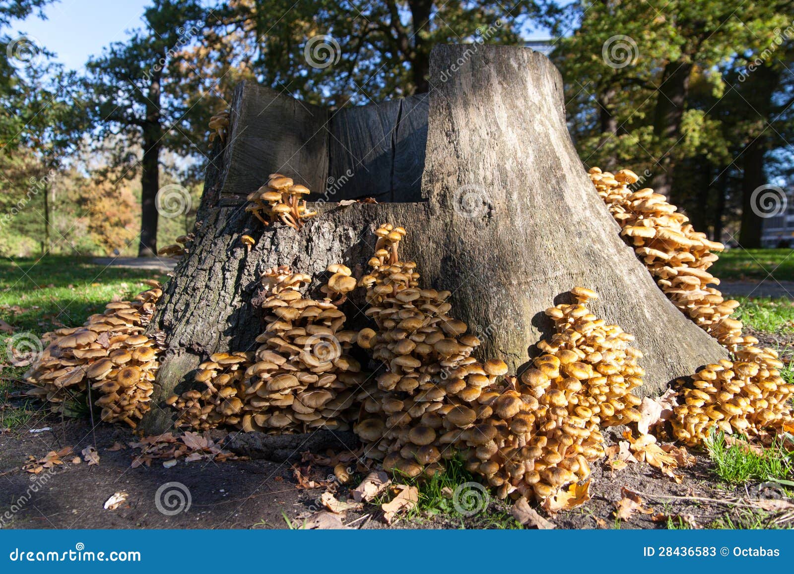 Boomstam met paddestoelen stock afbeelding. Image of paddestoelen ...