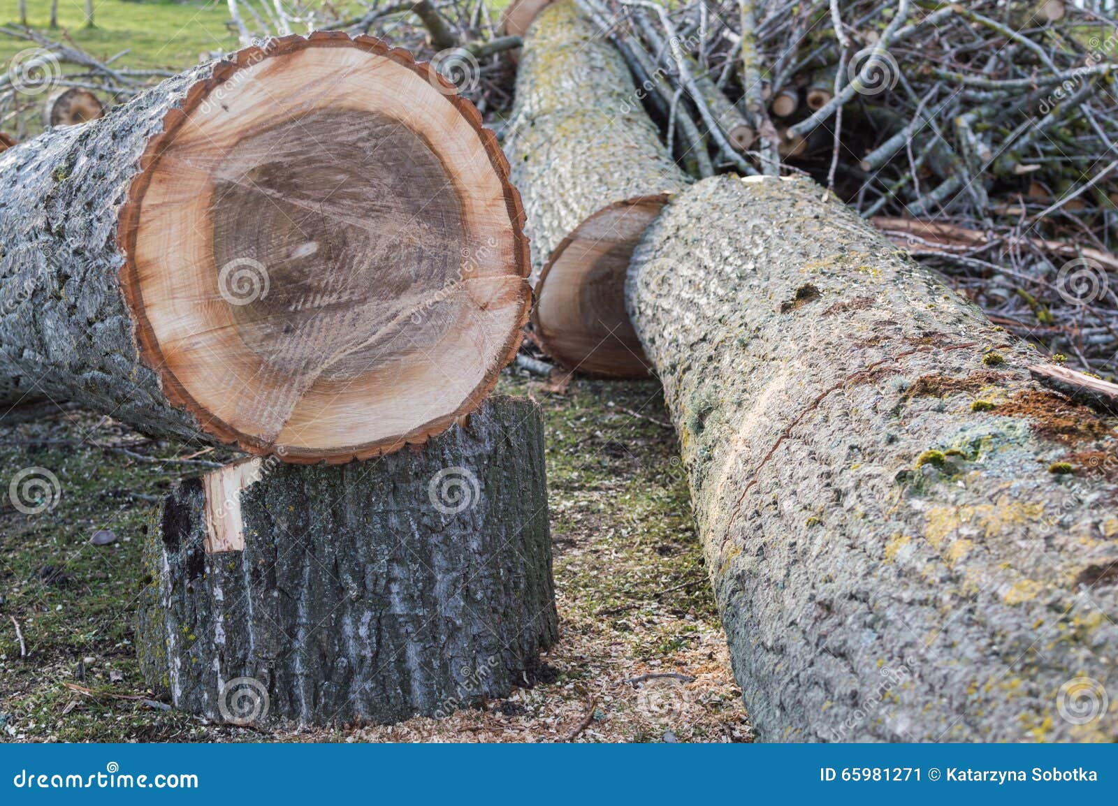 Boomstam Van Boom in Stukken Wordt Gesneden Dat Stock Afbeelding ...