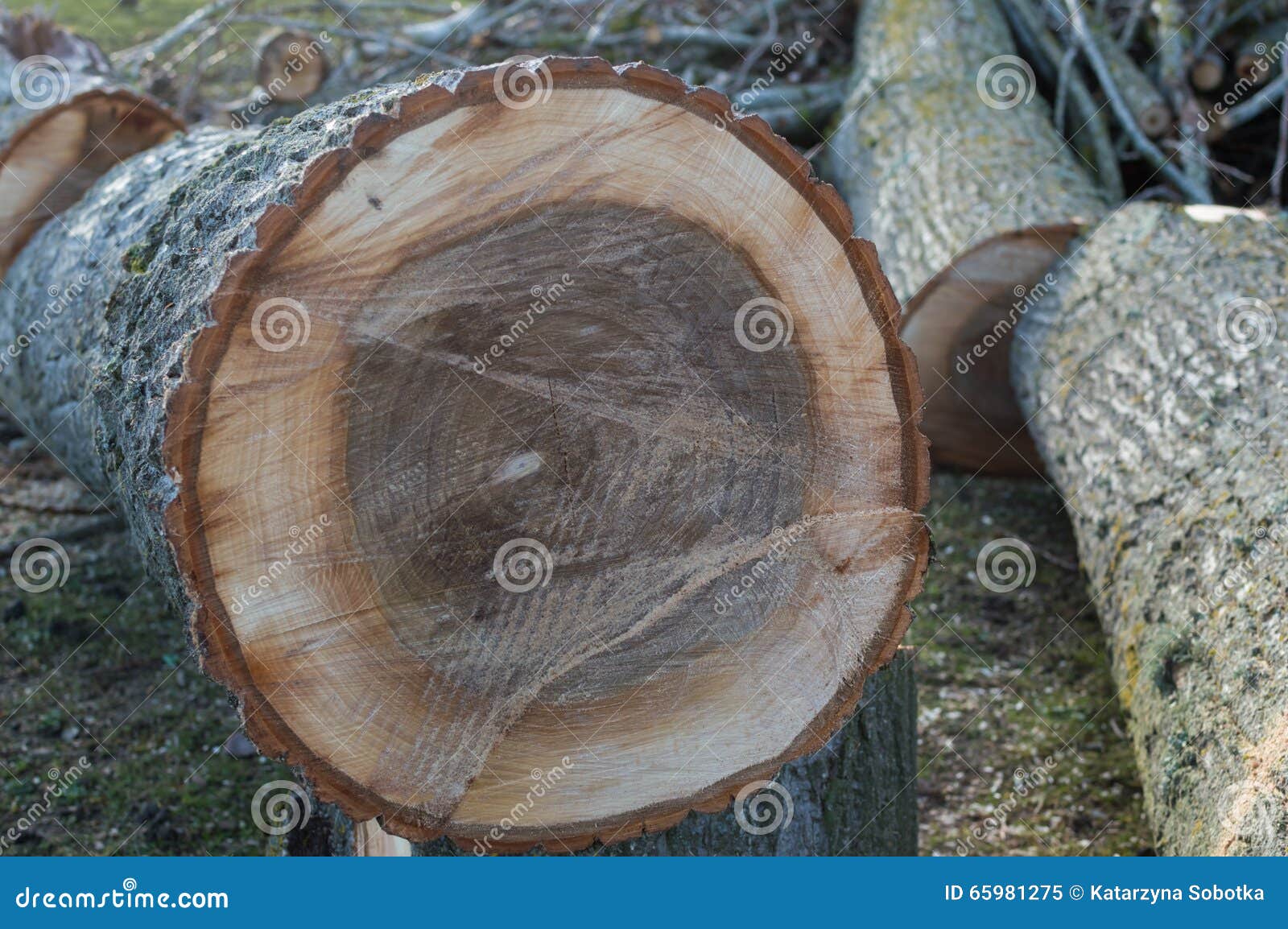 Boomstam Van Boom in Stukken Wordt Gesneden Dat Stock Afbeelding ...