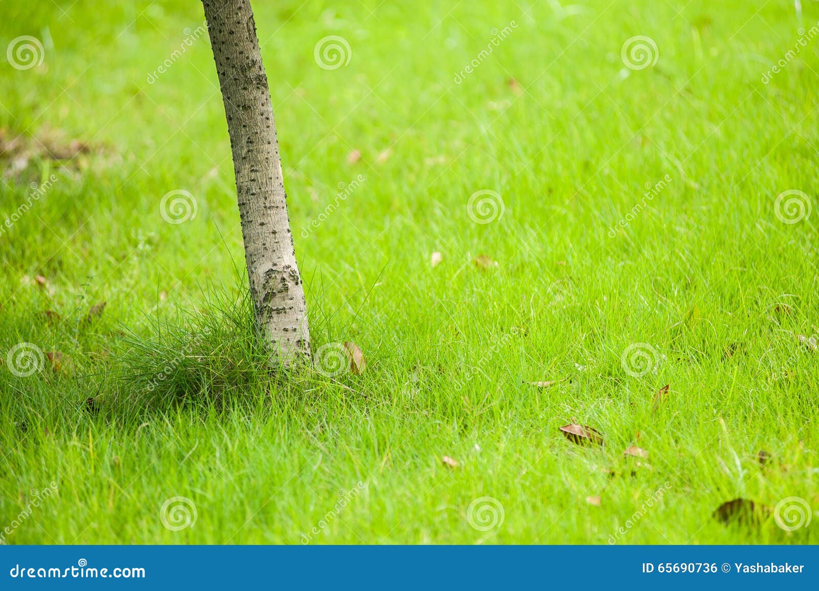 Boomstam Van De Boom Op Het Grasgebied Stock Foto - Image of ruimte ...