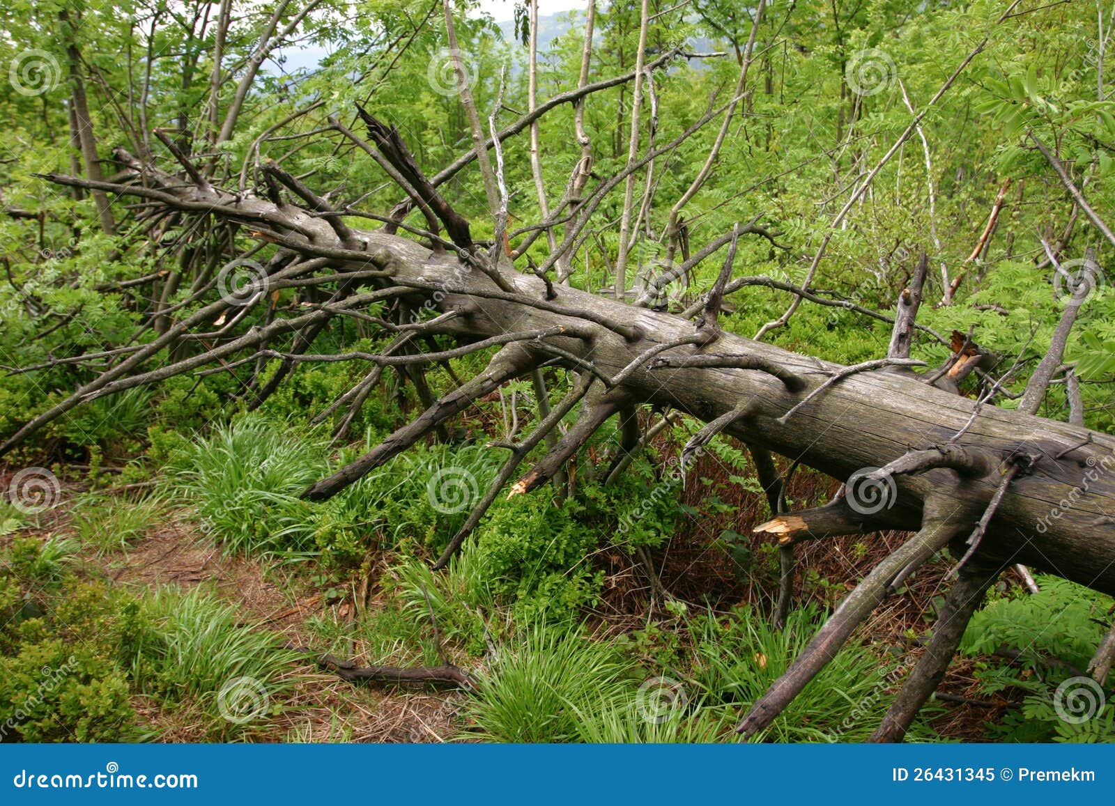 Boomstam Van Dode Boom in Het Bos Van De Zomer Stock Afbeelding - Image ...