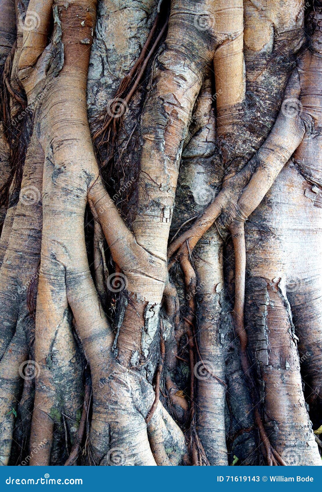 Boomstam Van Een Oude Peepal-Boom Stock Afbeelding - Image of andere ...