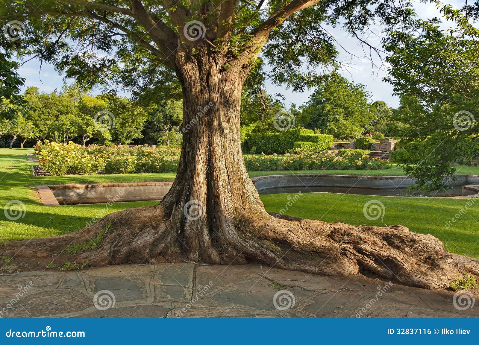 Boomstam Van Oude Boom in Botanische Tuin Stock Foto - Image of gras ...
