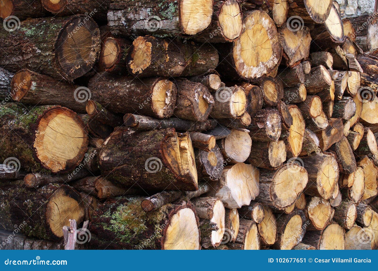 Boomstammen stock afbeelding. Image of boomstammen, textuur - 102677651