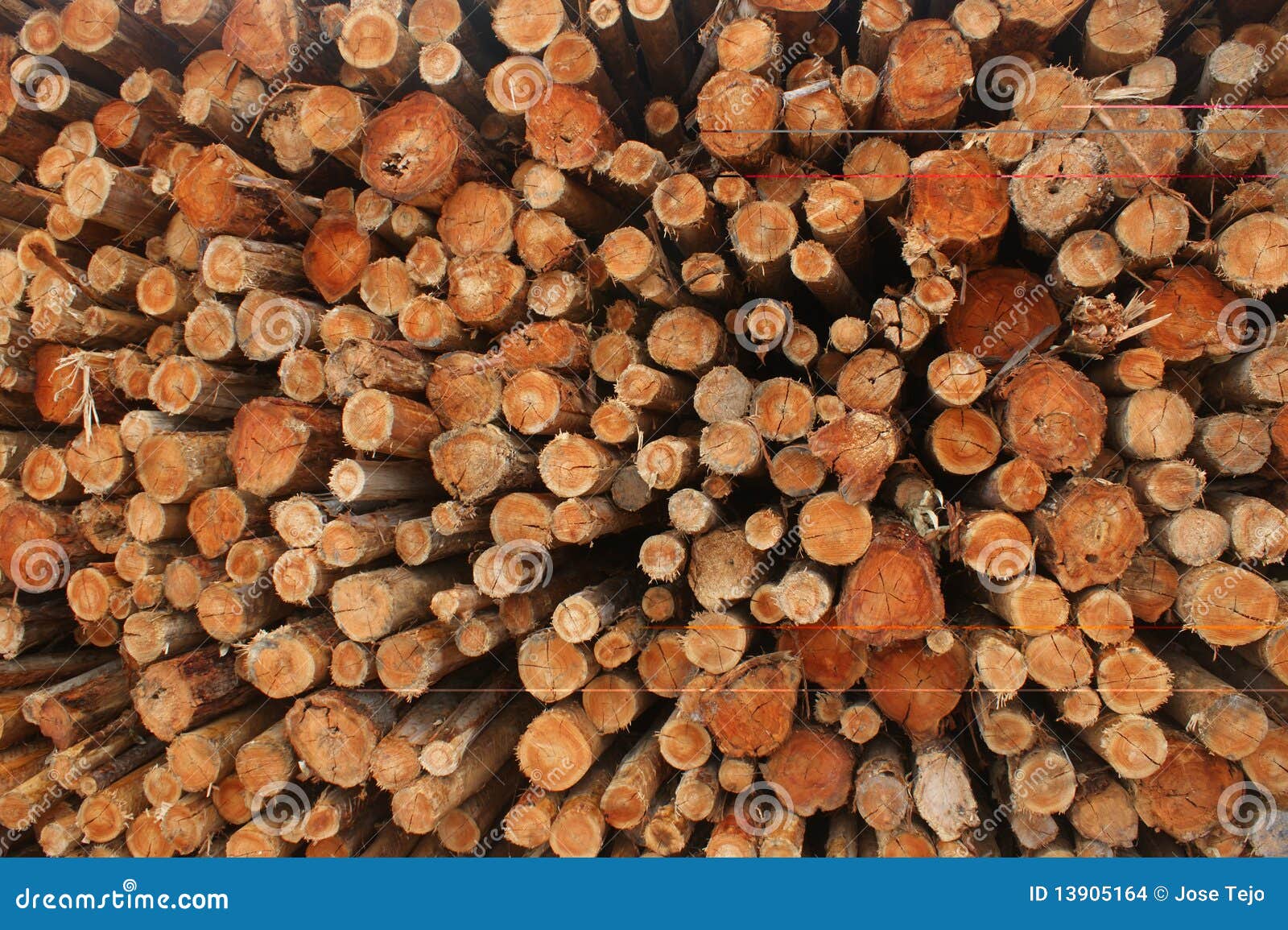 Boomstammen stock foto. Image of pijnboom, logboek, registreren - 13905164