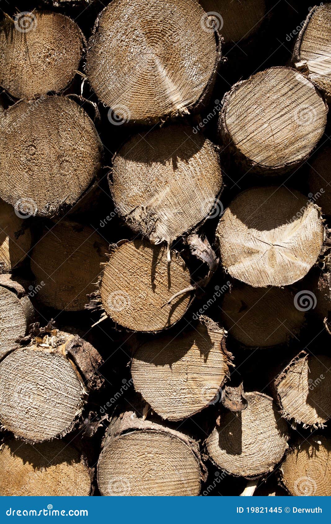 Boomstammen stock afbeelding. Image of leven, boomstam - 19821445