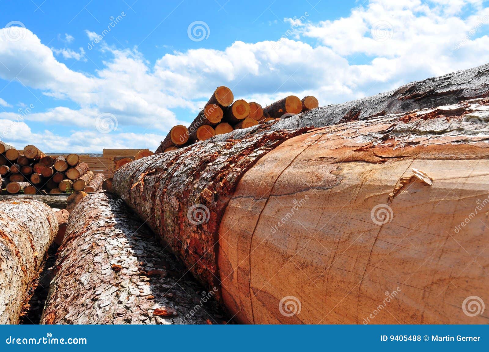 Boomstammen stock foto. Image of schors, hemel, boomstammen - 9405488