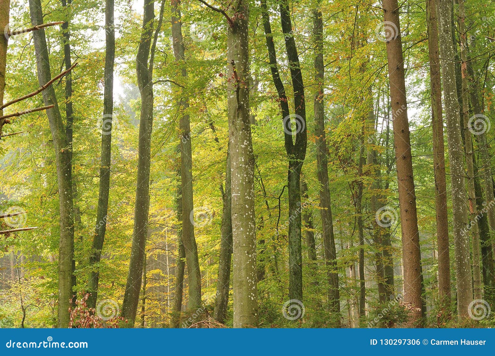 Boomstammen Van Beuk En Nette Bomen in Gemengd Bos Stock Foto - Image ...