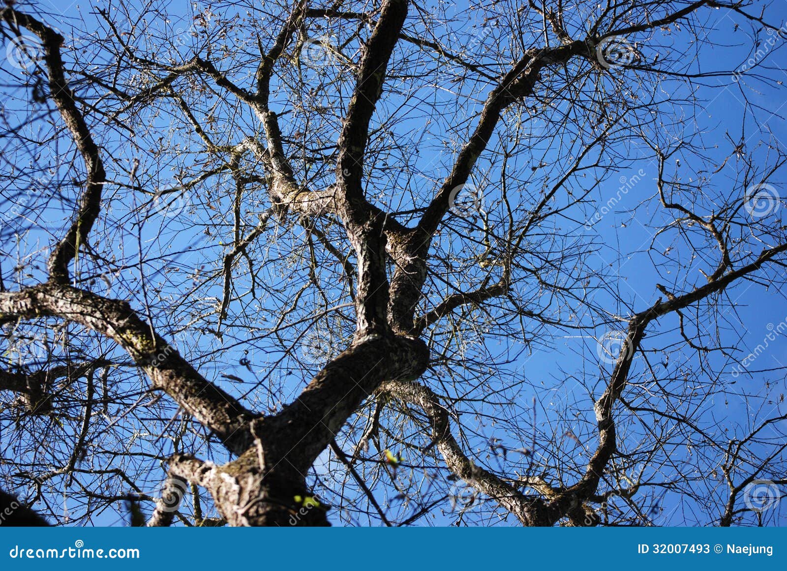 Boomstructuur stock afbeelding. Image of recreatie, reis - 32007493