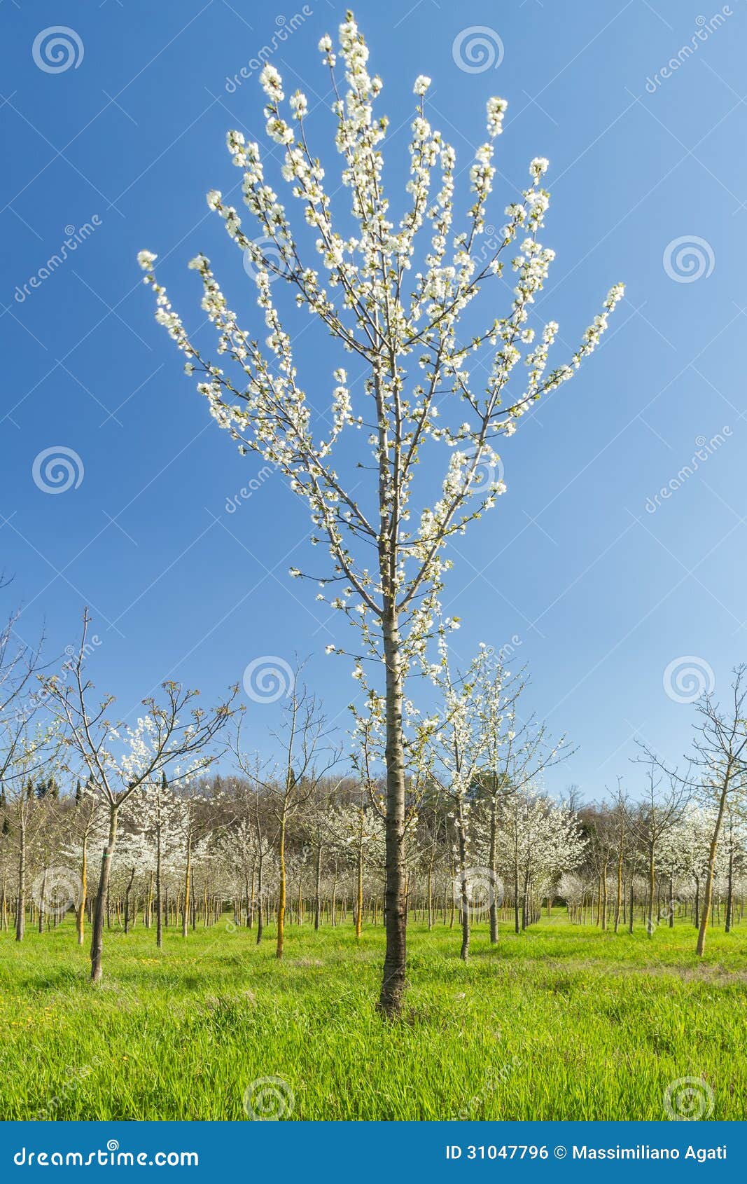 Boomvruchten in de lente stock foto. Image of tuin, versheid - 31047796