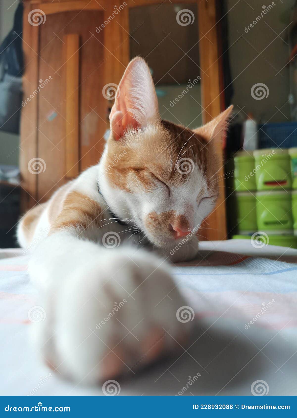 Cat Boop Stock Photos - Free & Royalty-Free Stock Photos from Dreamstime