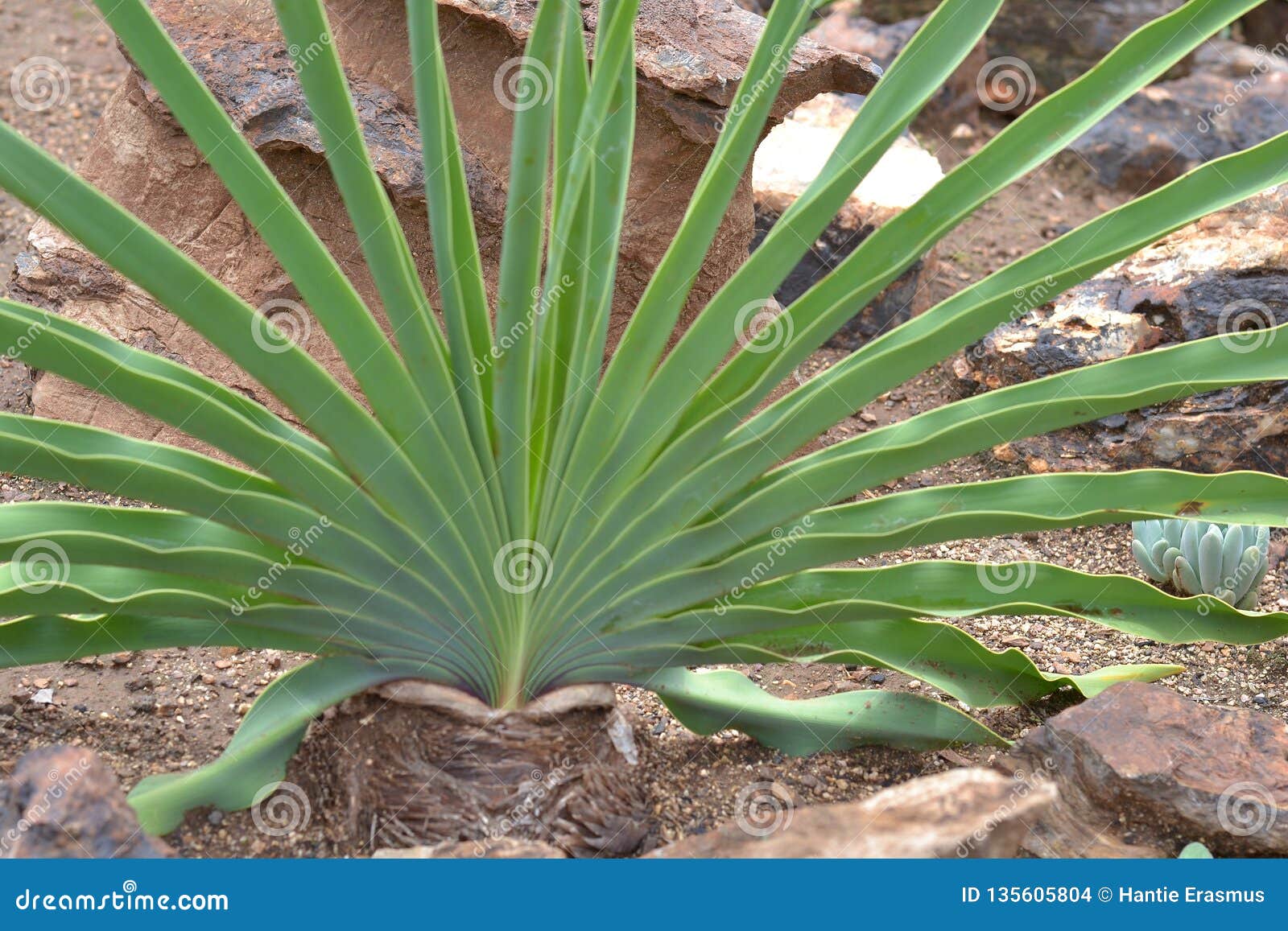 Boophone Disticha stock photo. Image of awesome, next - 135605804