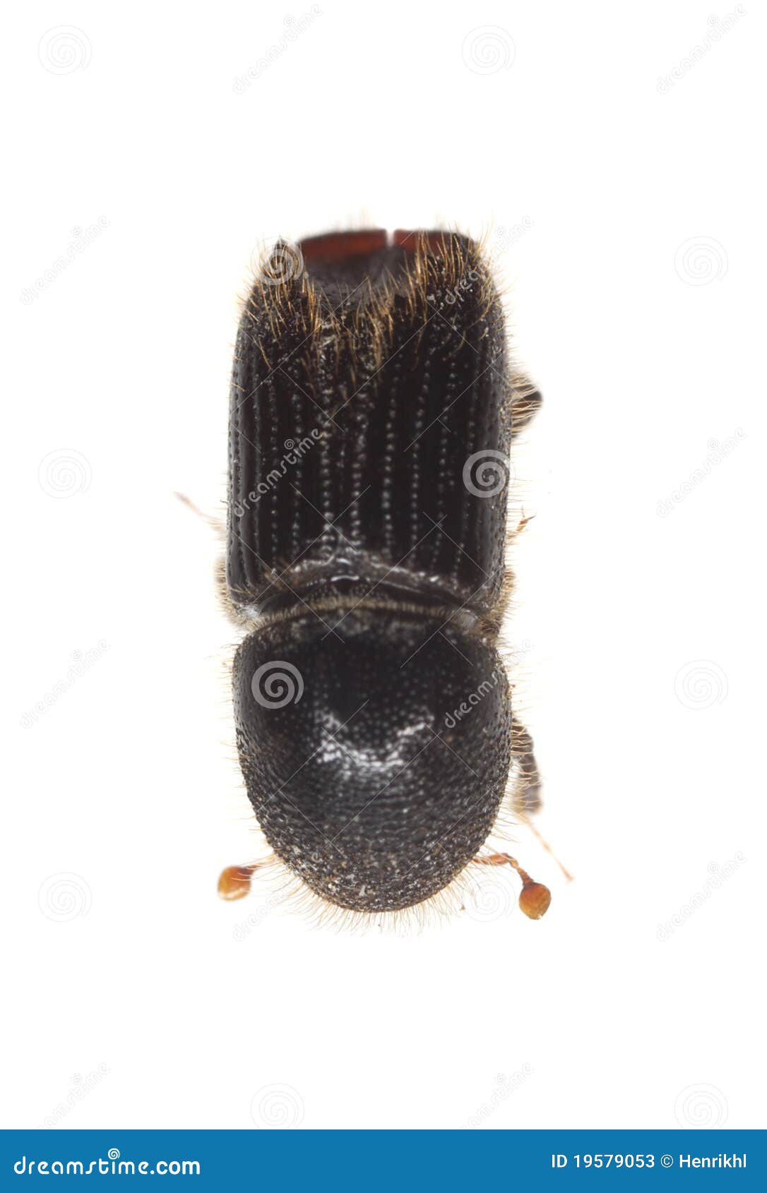 Boorder Van De Schors Isolalted Op Witte Achtergrond Stock Afbeelding ...