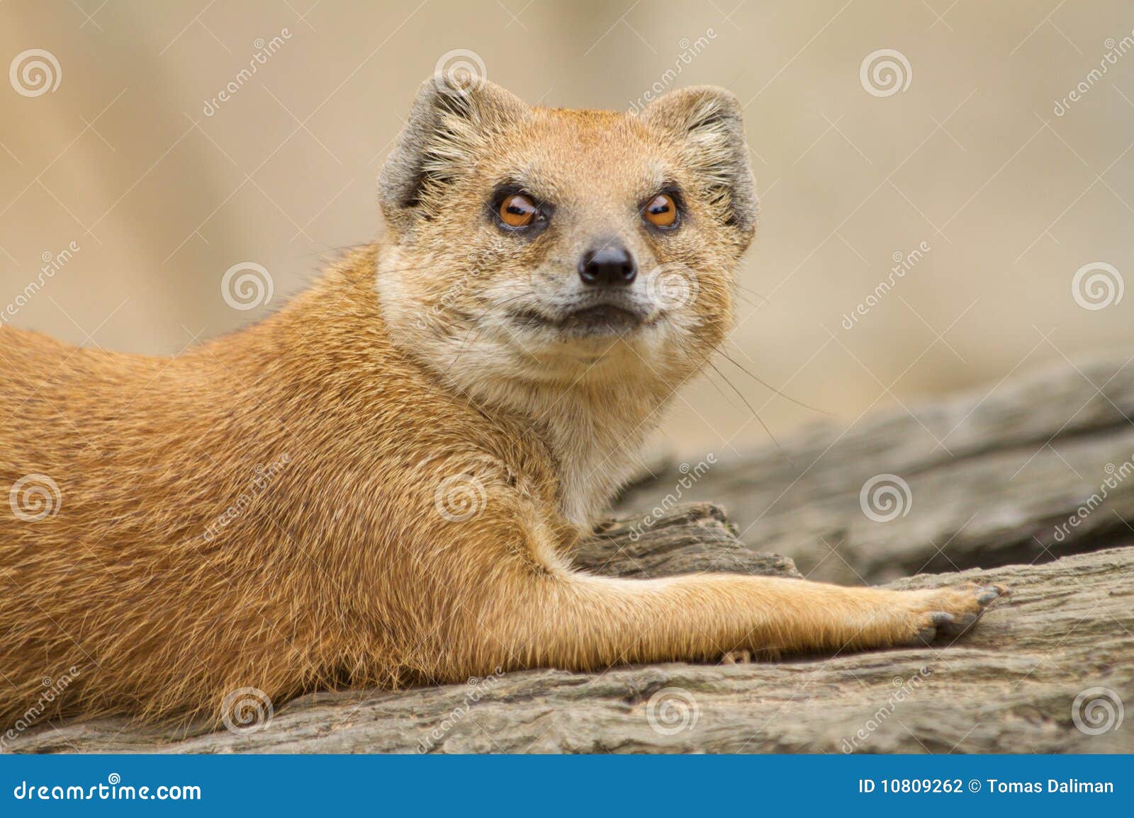 Boos dier stock foto. Image of gezicht, nave, actief - 10809262