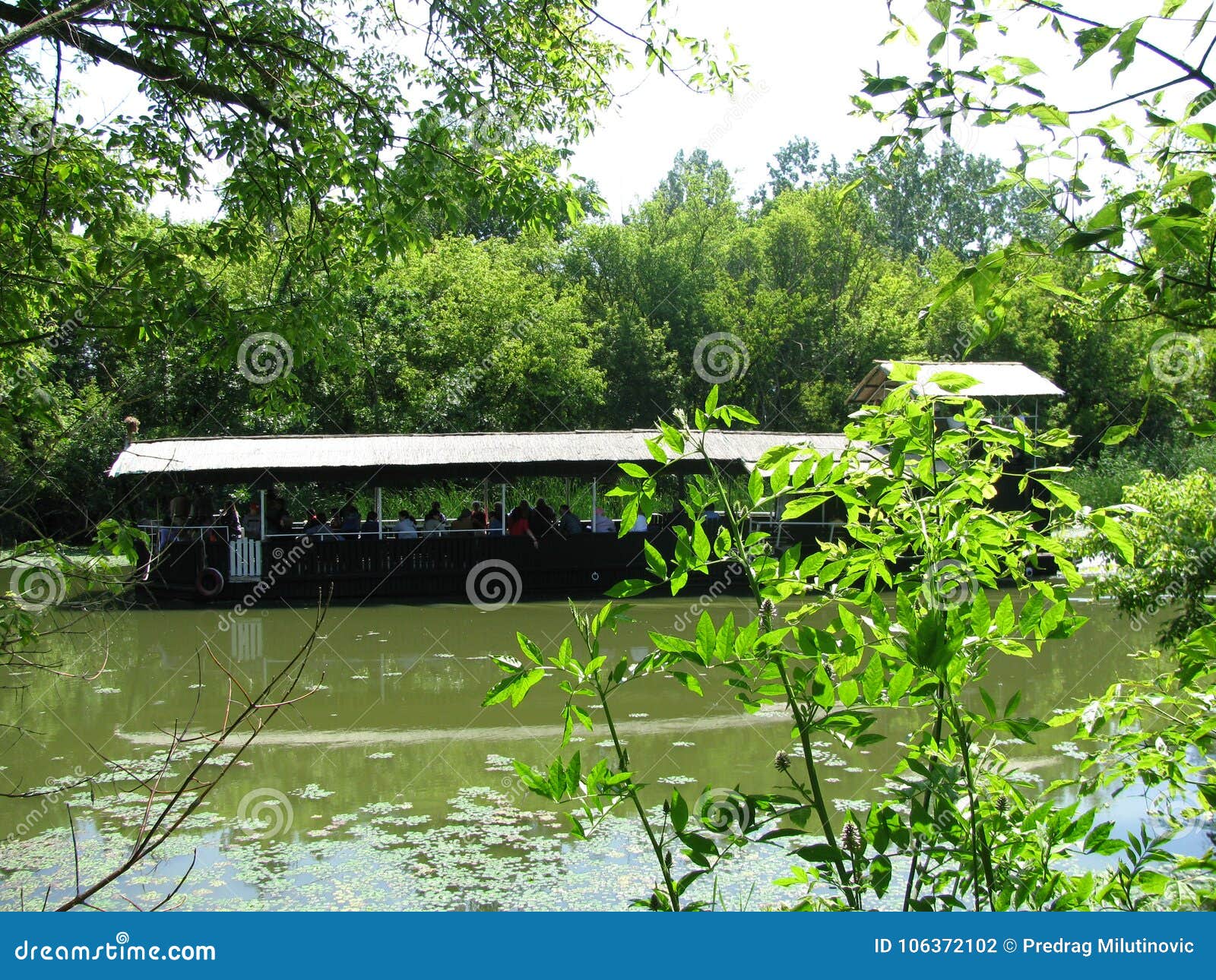 Boot im Sumpf redaktionelles stockfotografie. Bild von baum - 106372102