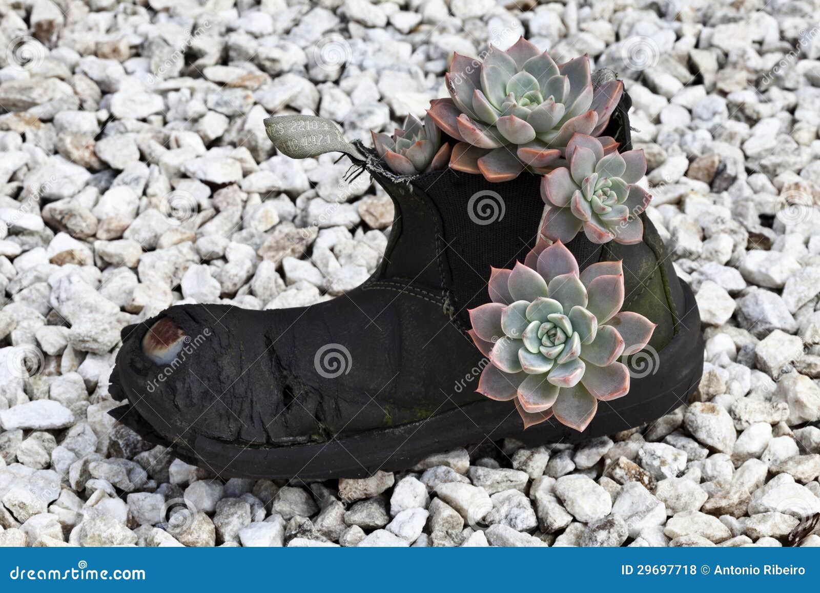 Boot Plant Pot stock photo. Image of junk, boot, nature - 29697718