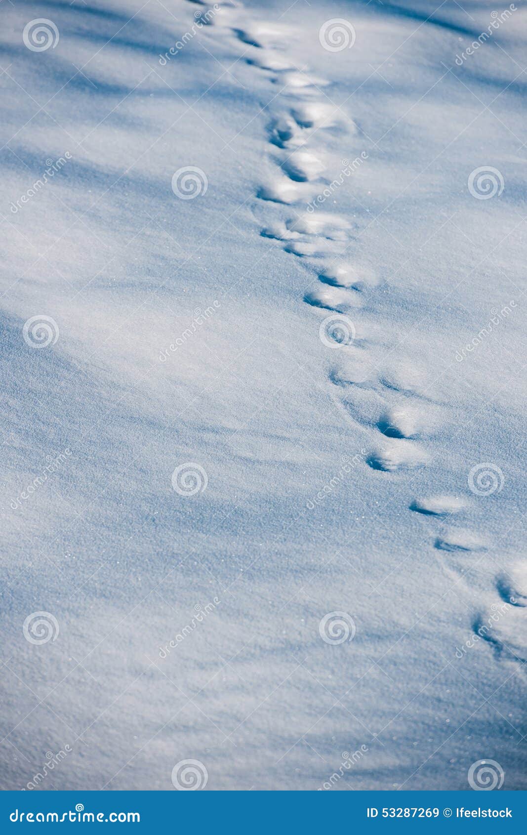 Boot Traces in the Snow in Forest Stock Image - Image of color, snowing ...