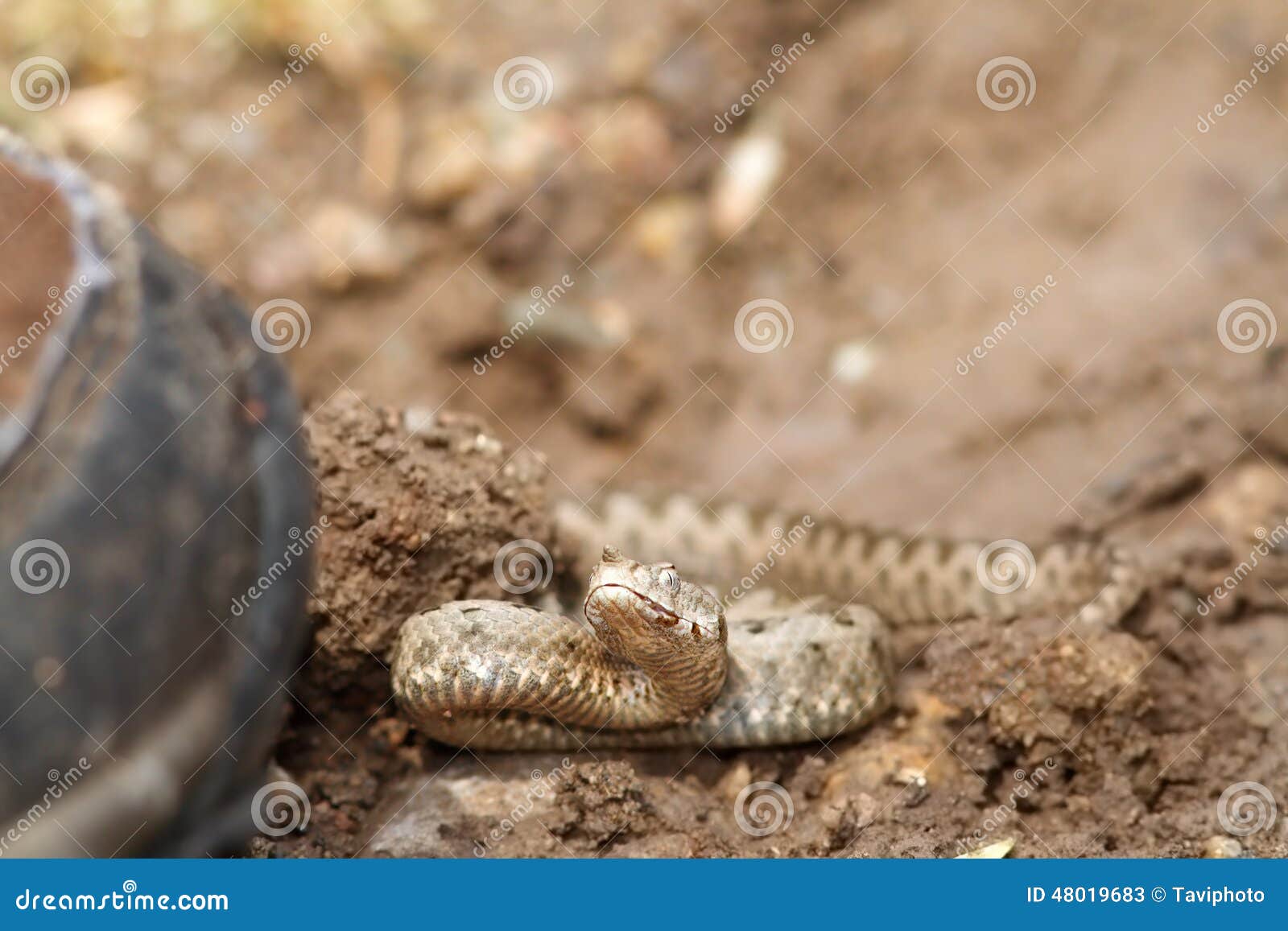 Snake Bite Foot Stock Photos - Free & Royalty-Free Stock Photos from ...