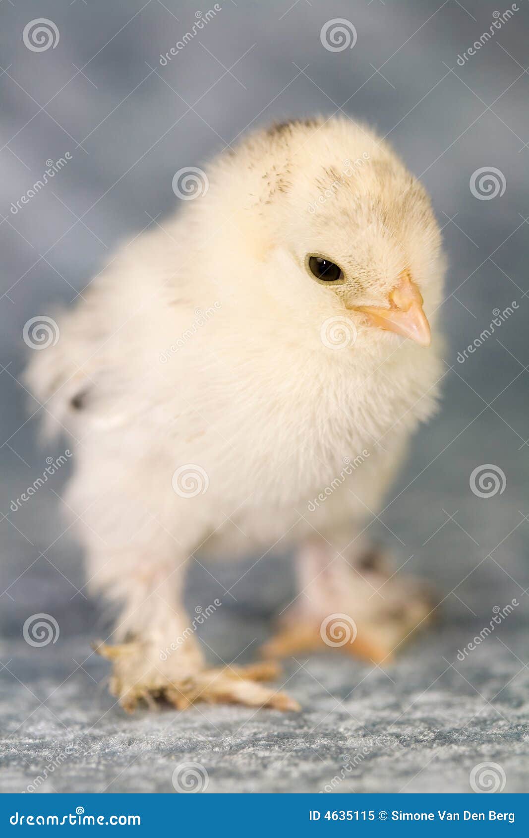 Booted bantam chicken stock image. Image of purebred, fluffy - 4635115
