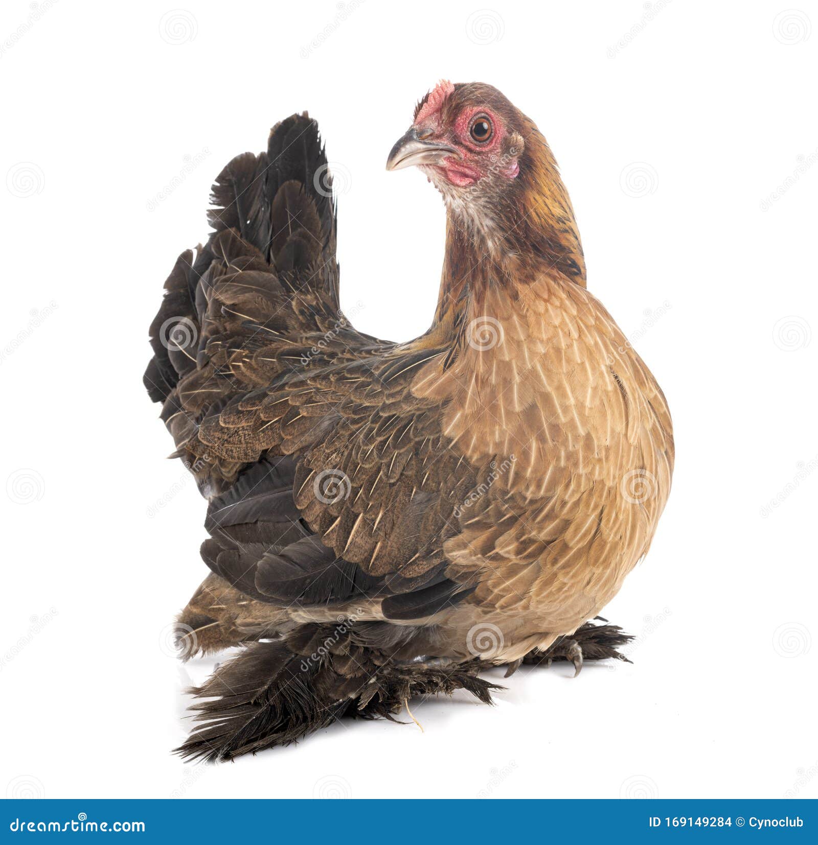 Booted Bantam in studio stock photo. Image of chicken - 169149284