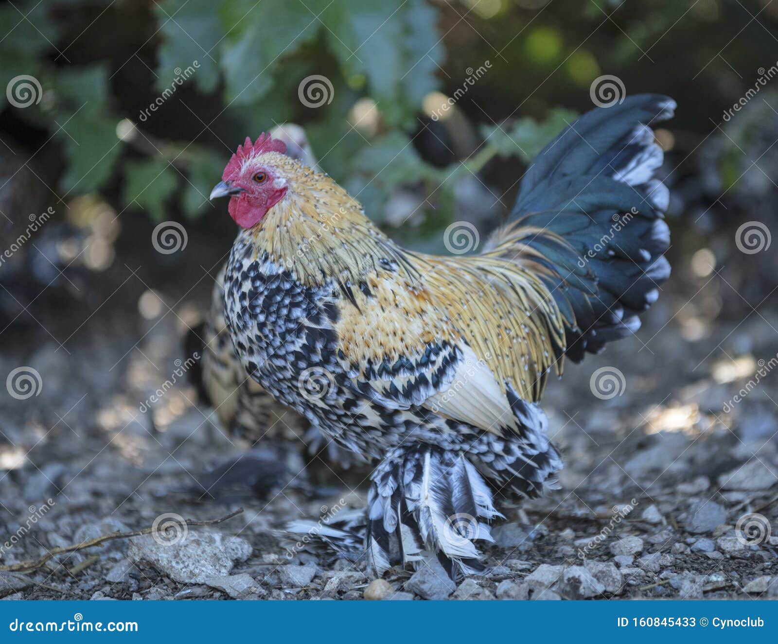 Booted Bantam in nature stock image. Image of bantam - 160845433