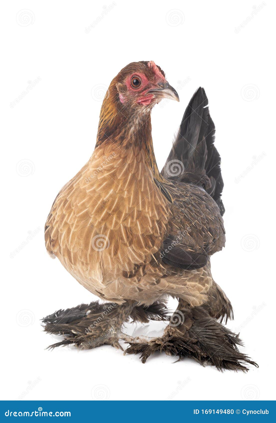 Booted Bantam in studio stock photo. Image of rooster - 169149480