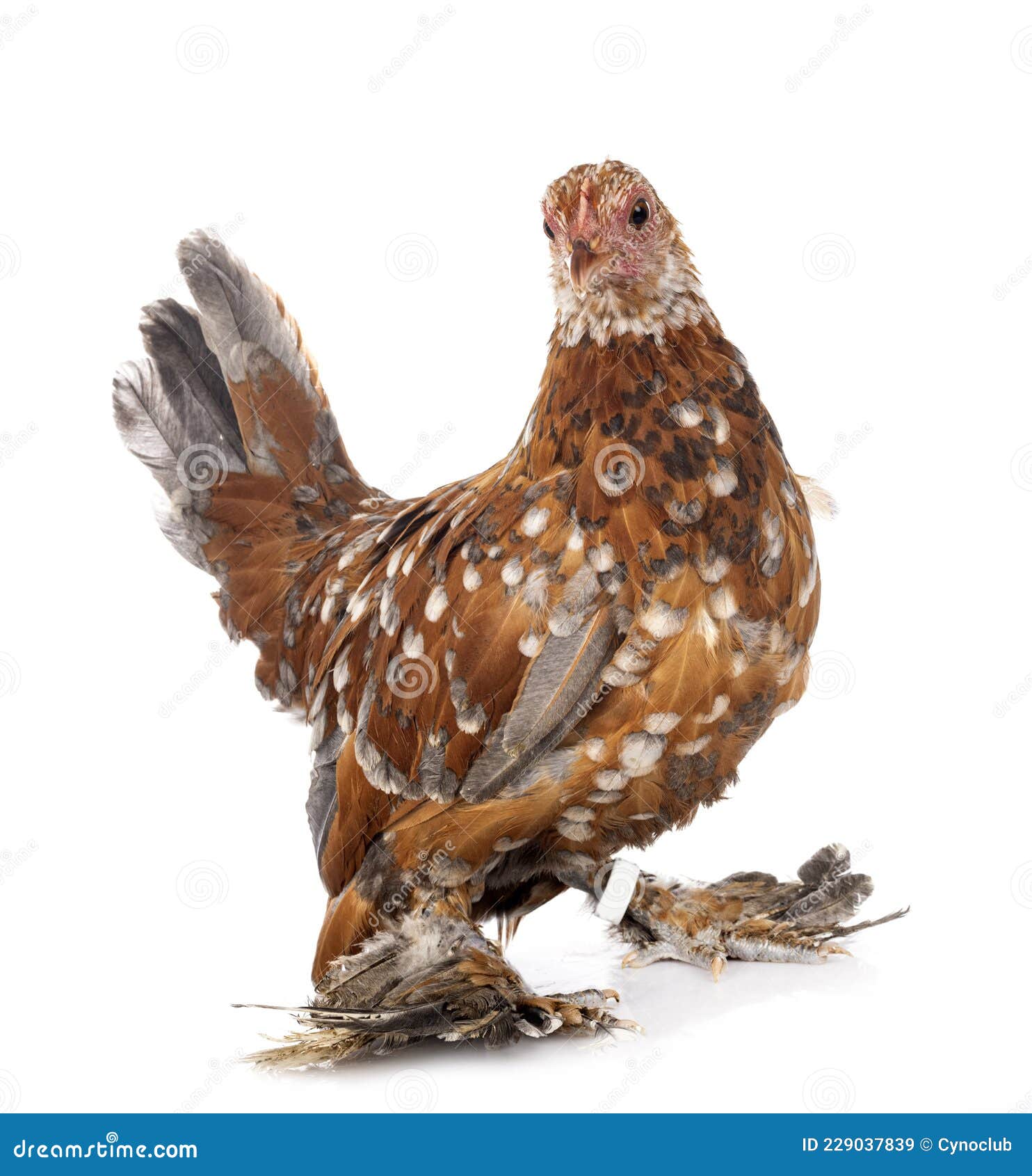 Booted Bantam in studio stock image. Image of booted - 229037839