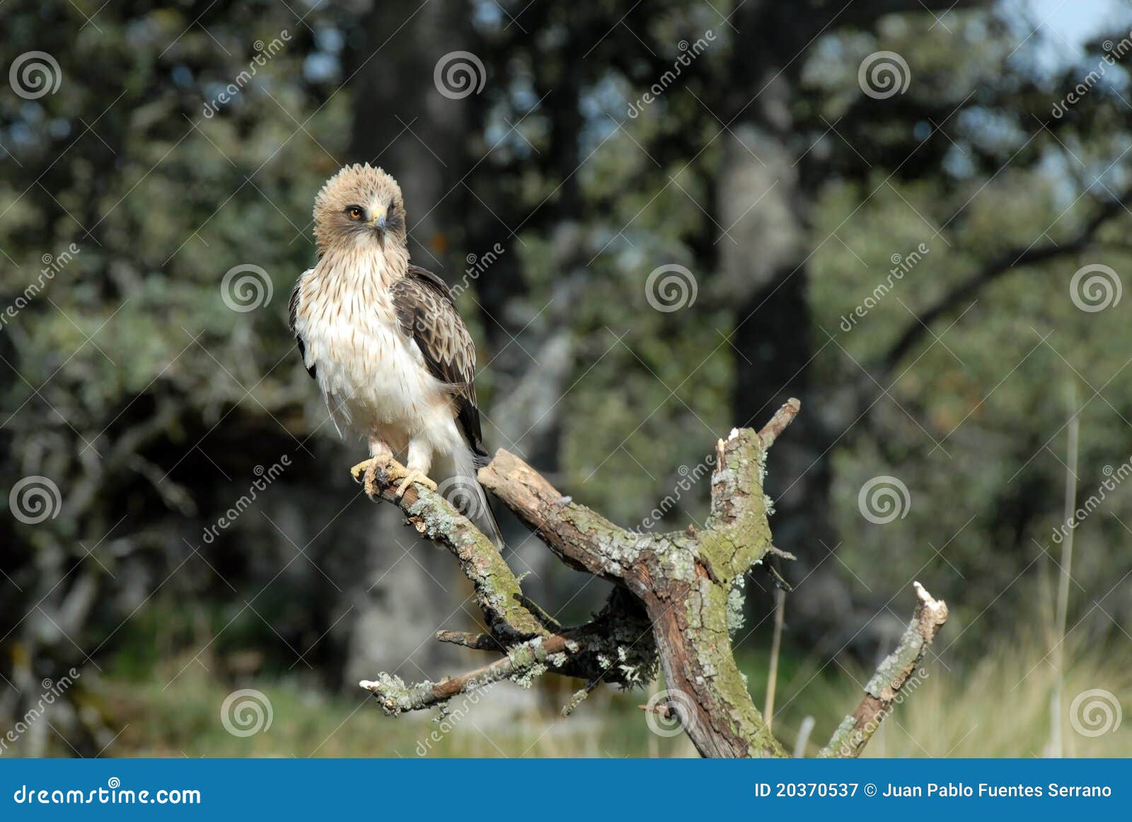 Booted eagle stock image. Image of animals, eagles, wing - 20370537