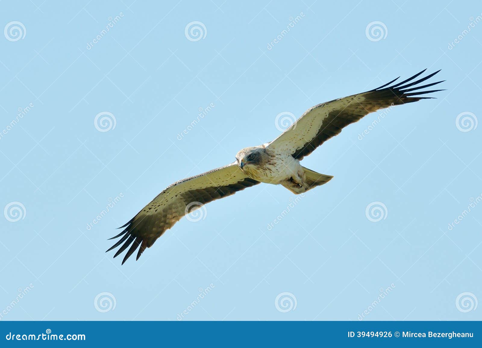 The Booted Eagle (Aquila Pennata) Stock Photo - Image of ornithology ...