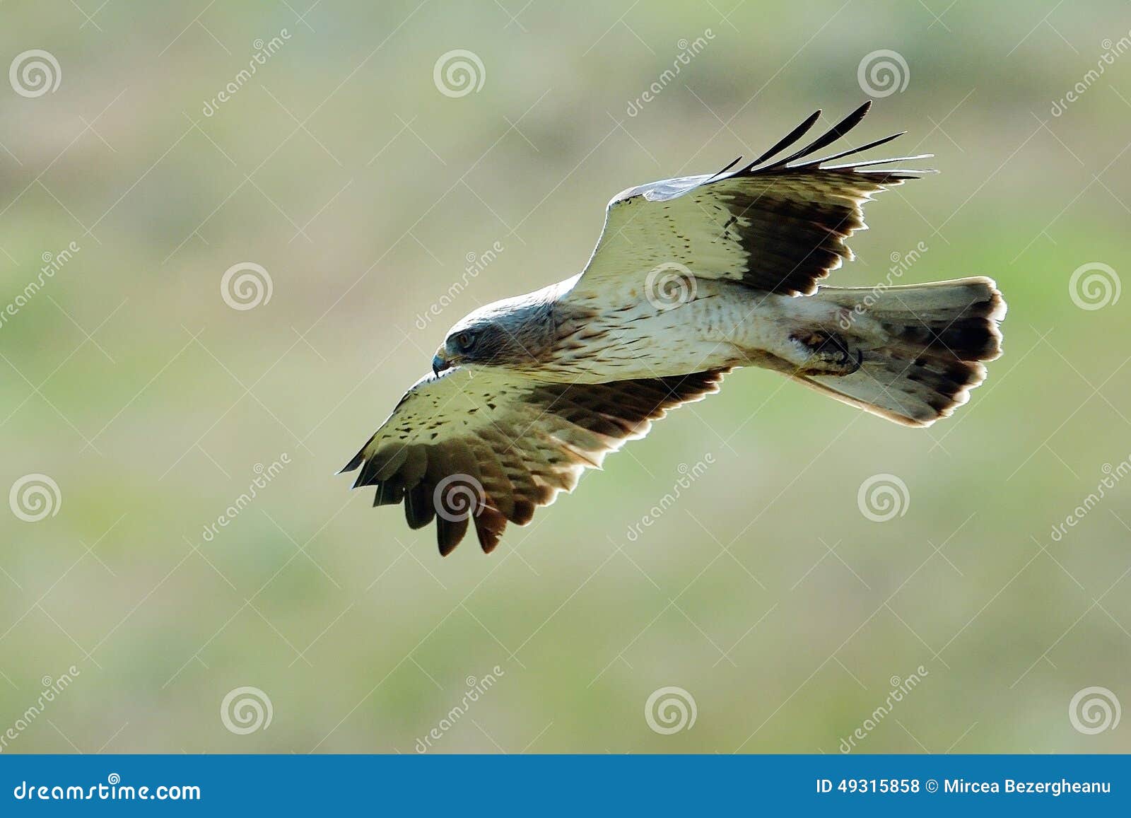 The Booted Eagle (Aquila Pennata) Stock Photo - Image of predator ...